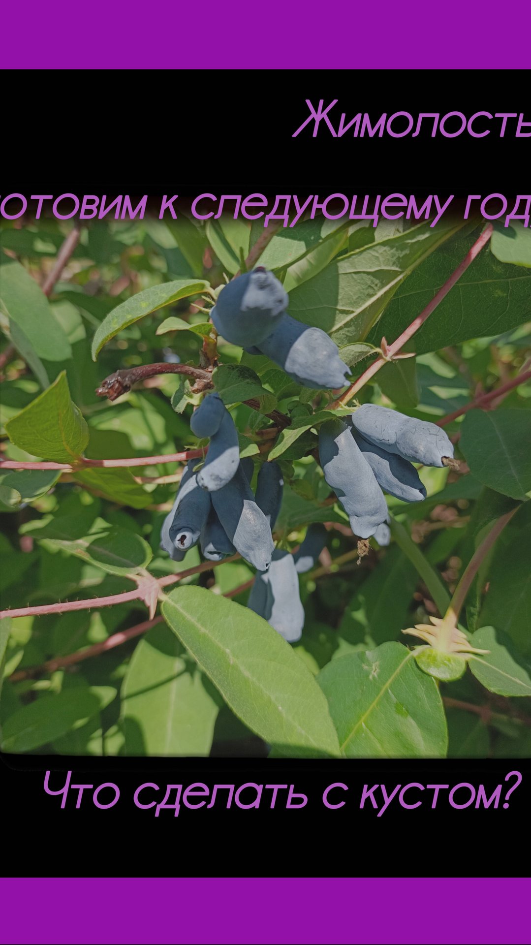 Огромный урожай жимолости закладываю в этом году