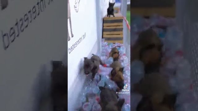 Юные ищейки)))