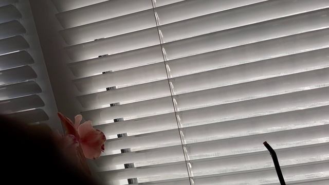 Орхидеи продолжают радовать своим цветением.