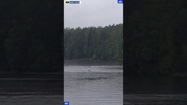 Плавание в дождик #юныйпрадедбодрыйдед #производствостанков #авсарх