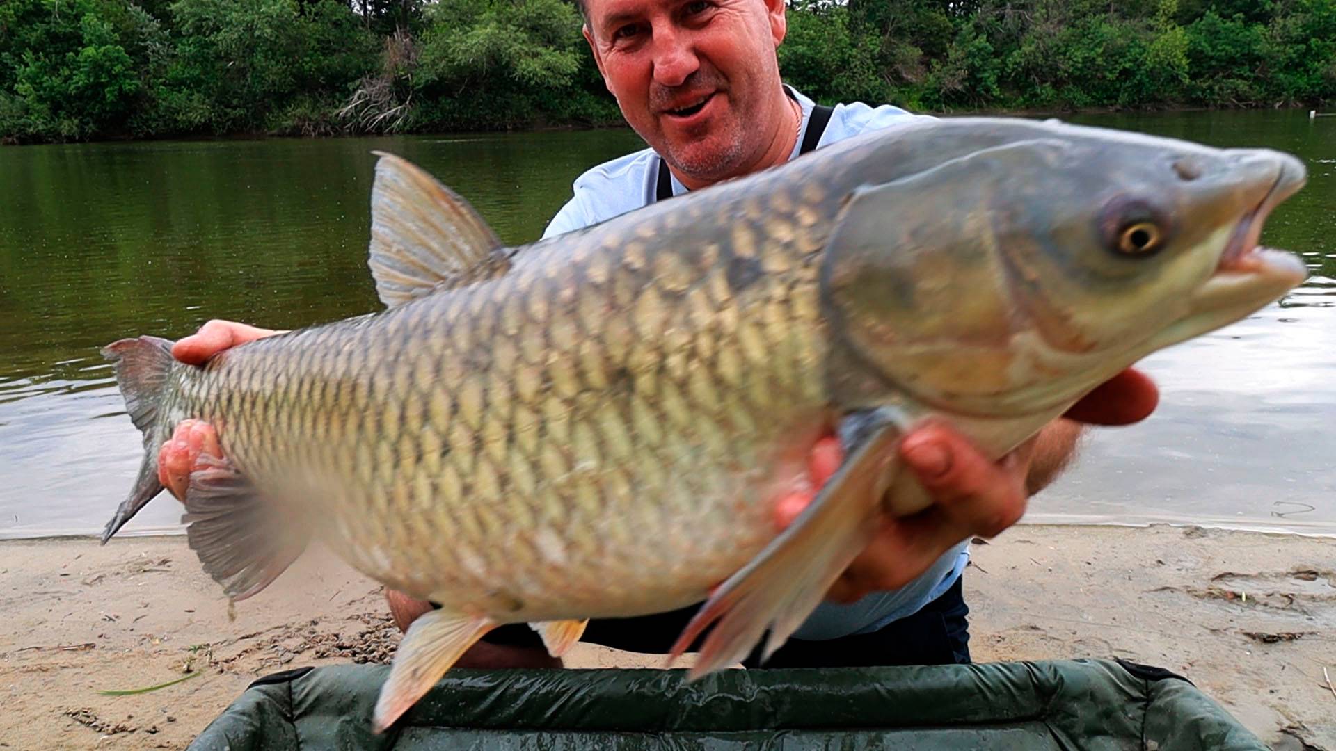 Амур сгибает удилища к земле! Засыпали кукурузой точку на Хопре и пошли бешеные поклёвки!