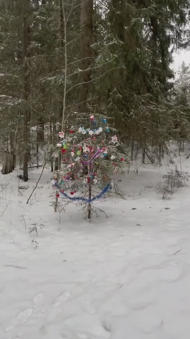 Карельский зимний лес