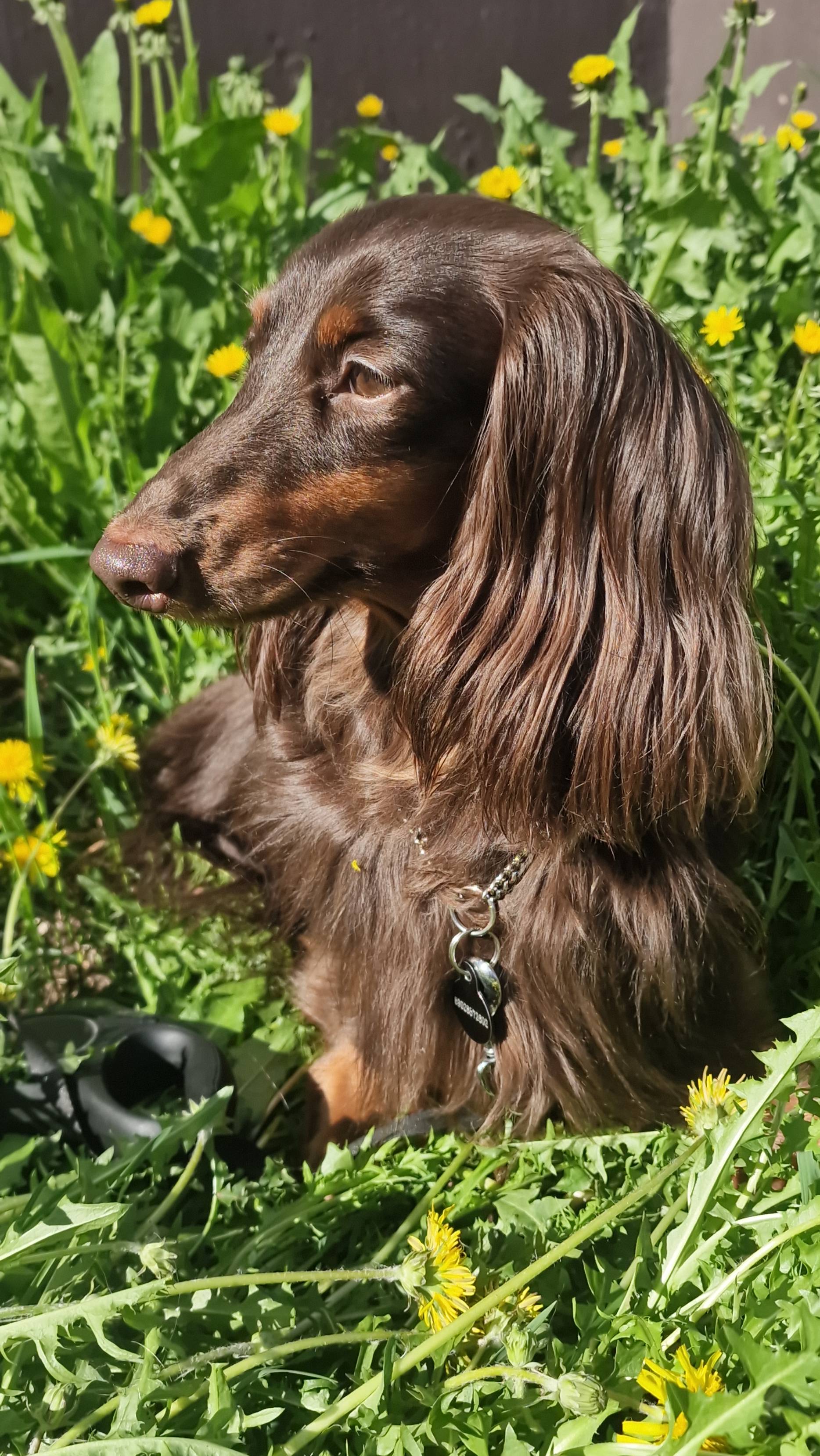 250615 Маруся прогулка