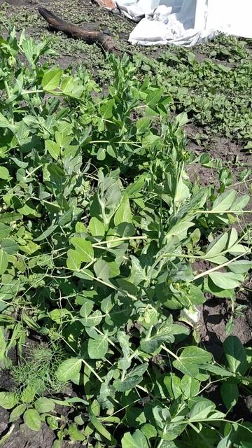 Горох на участке