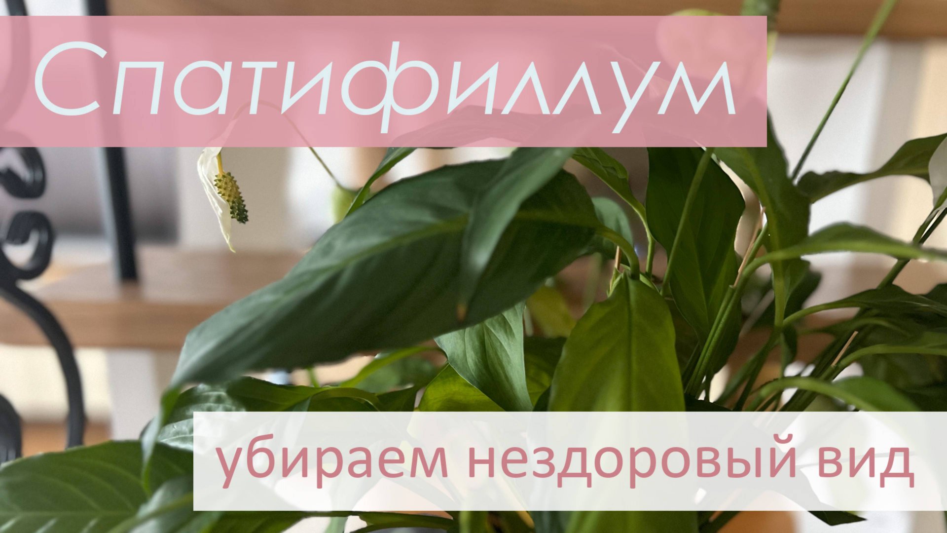 119. Спатифиллум опускает листья и сушит края. Возможные причины и способы их устранения.