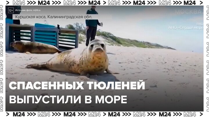 Двух спасенных тюленей выпустили в Балтийское море - Москва 24