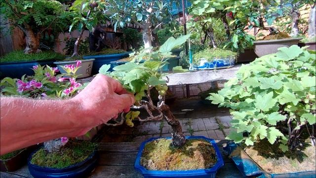 Бонсай начало лета цветение плодоношение озвучка 1 часть 2025 год