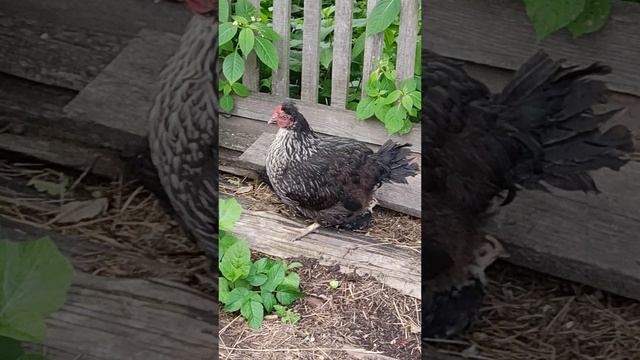 Ах, какая курица! Какая курица! Мне б такую!-))