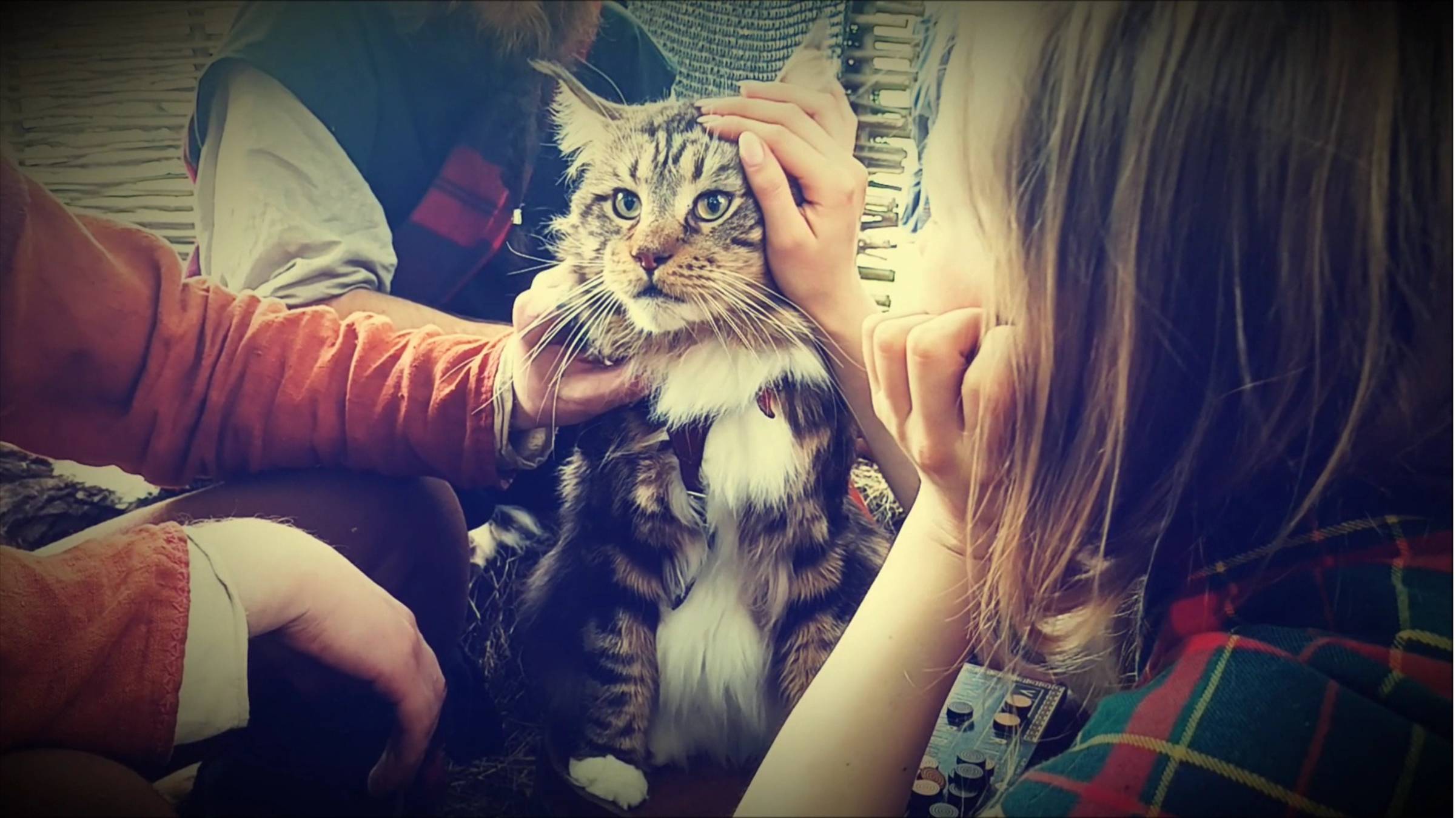 Залипательный кот)