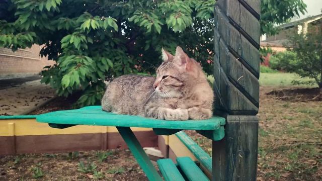 Кошка зевает, лежит на песочнице