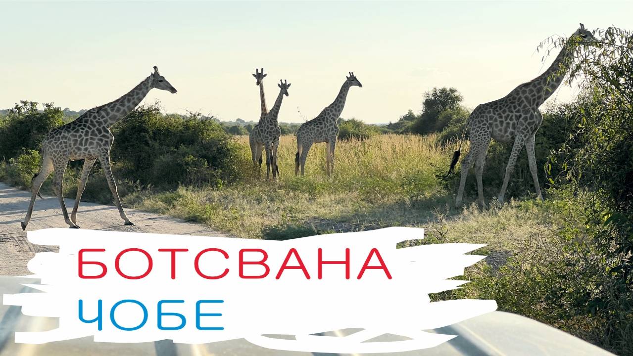 Ботсвана, часть 4, Чобе. Огромное количество слонов, жирафов, крокодилов, бегемотов