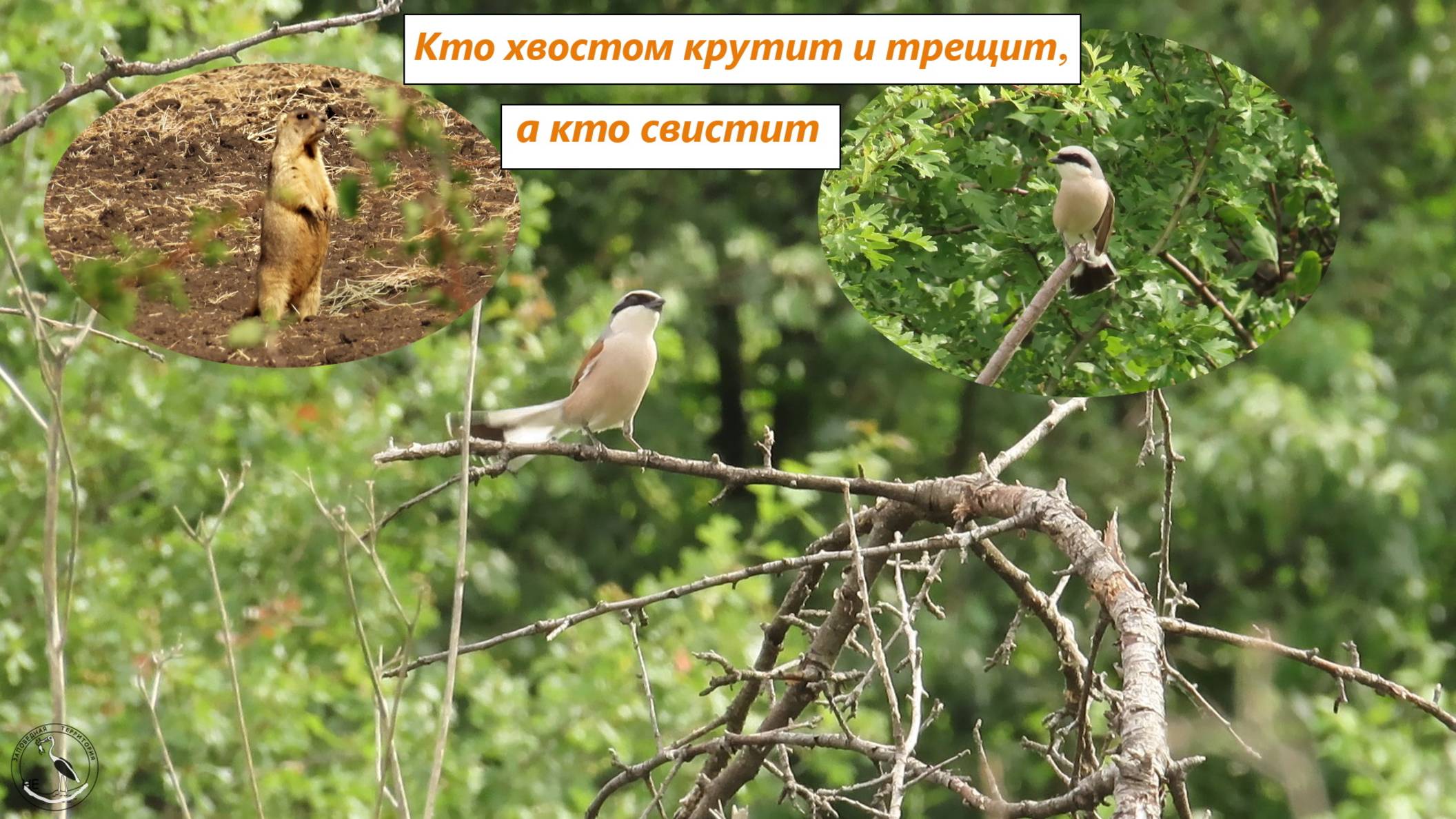 Жулан-самец вертит хвостом и грозно трещит. Сурок свистит. 17.06.2025