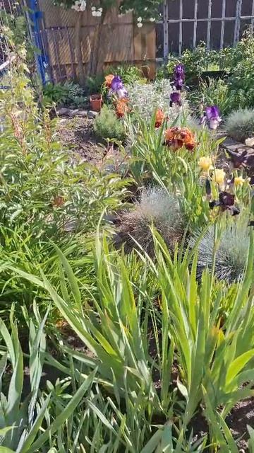 Ирисы в нашем саду.