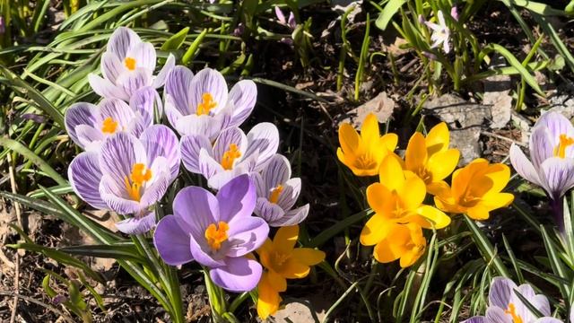 Апрельские первоцветы в Ботаническом саду МГУ