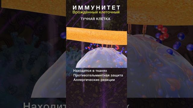 Врожденный иммунитет