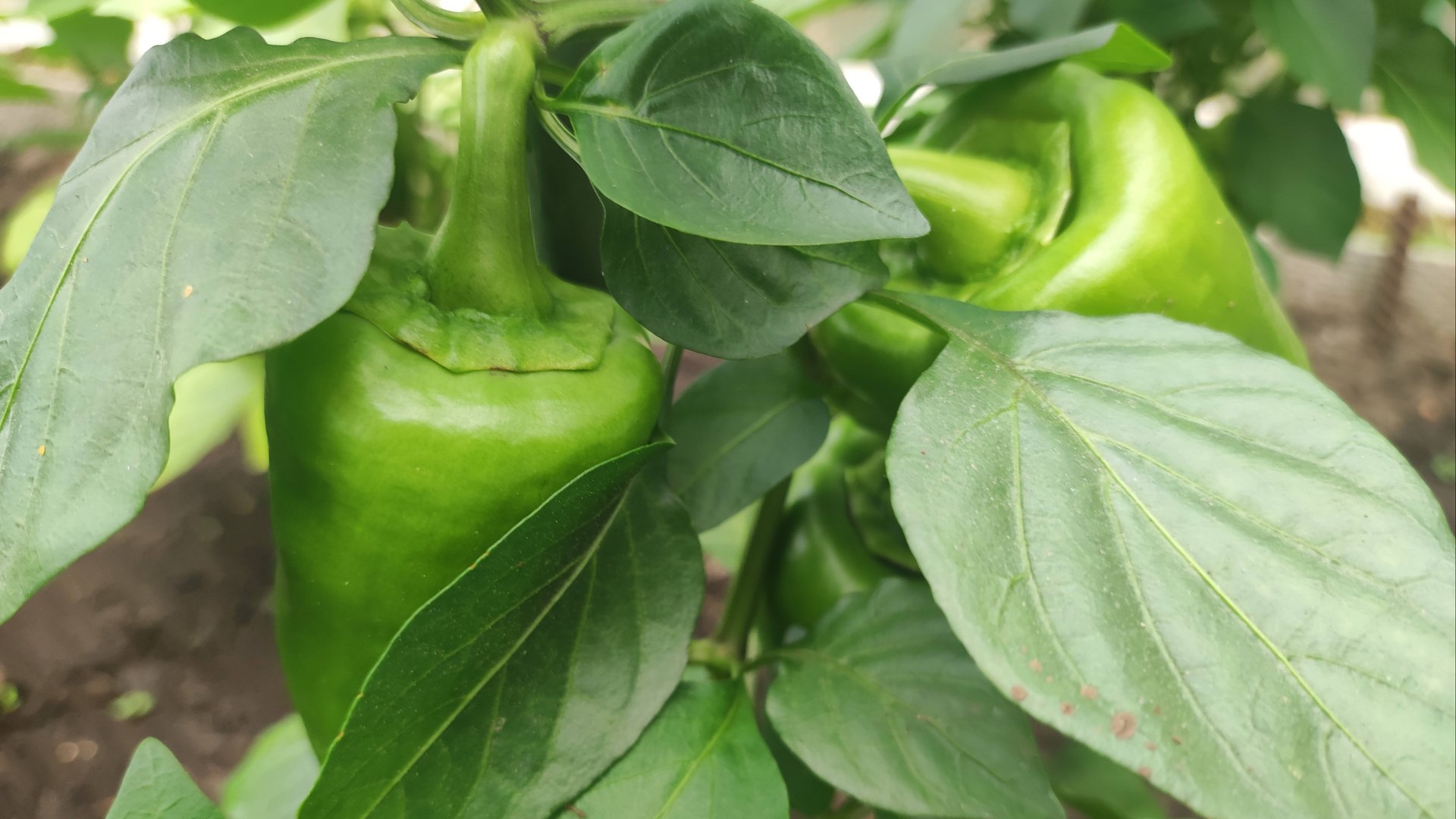 Результаты выращивания сладкого перца сорта Калифорнийское чудо. Плюсы и минусы.