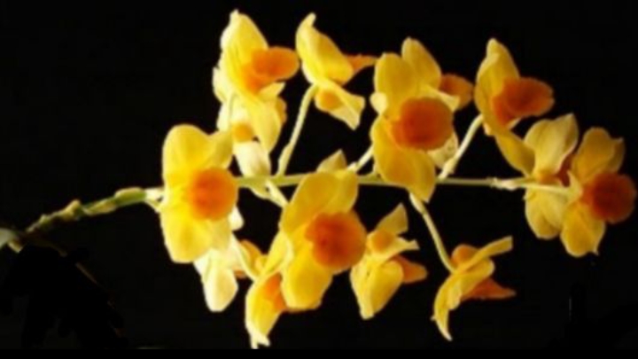 П-2.Ч-11. Дендробиум Griffitianum наращивание корней и рост новой бульбы