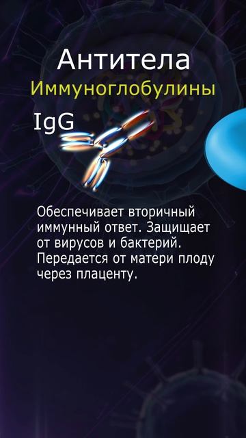 Классы антител