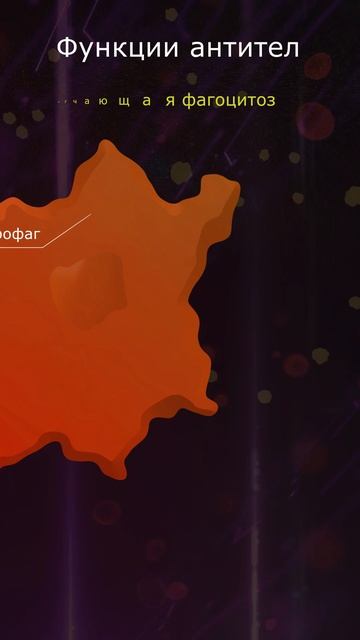 Функции антител