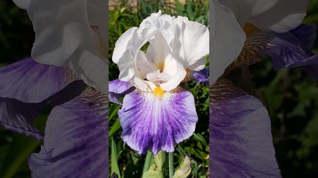 ирис сеянец №134 (Vlasova' 2025)