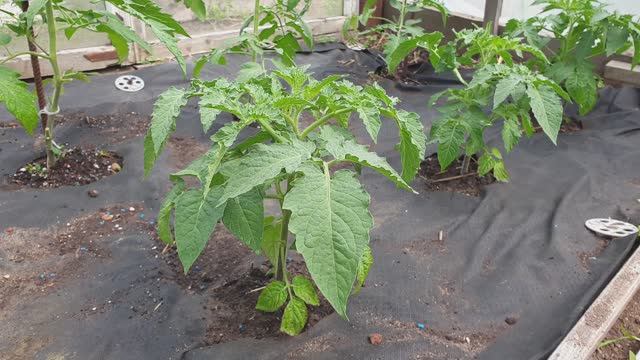 Дать томатам срочно лимонную кислоту. Будут усыпанные завязью, а хилые томаты пойдут в рост!