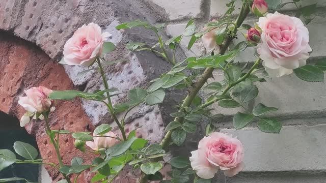 Розовый сад. The Rose Garden