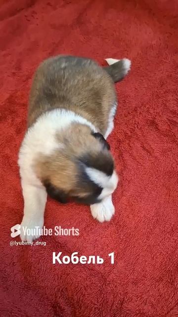 щенки московской сторожевой