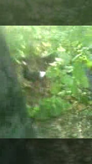 Белка так и прискакала _20250617_170603