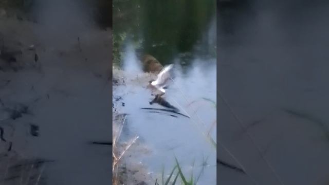 Чайка рыбачит