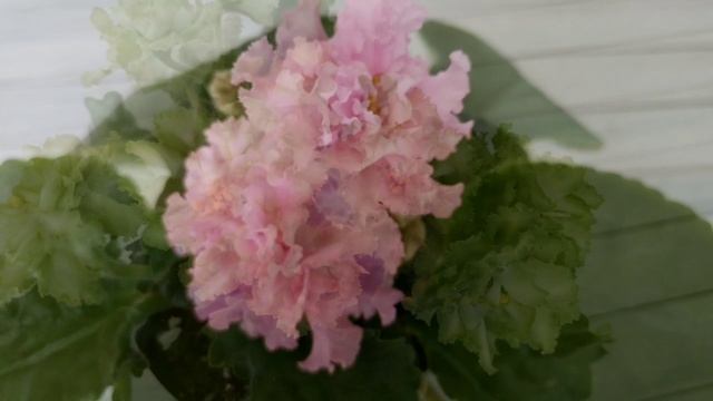 Обзор сортов фиалок АВ-Тепло на душе, ЕК-Берендеево царство, АВ--Дар розовой феи, ЕК-Свадьба.