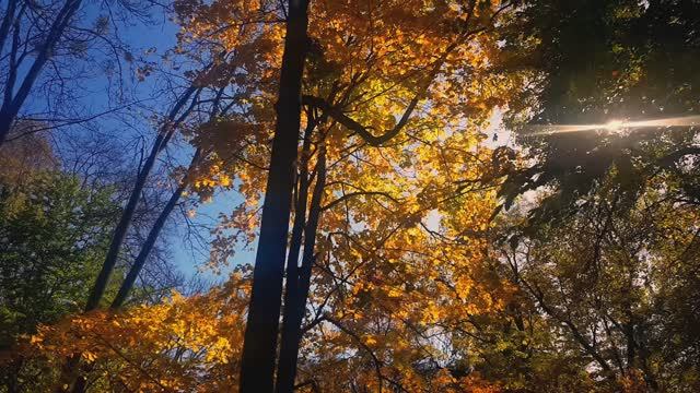 4К видео UHD.  Горят костры..