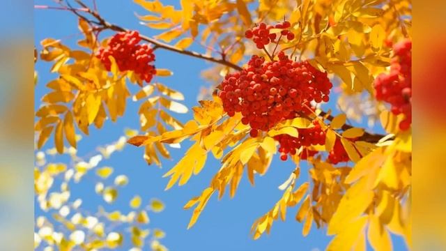 А. Ахматова Я научилась просто, мудро жить . Читает Г. Великоредчанина