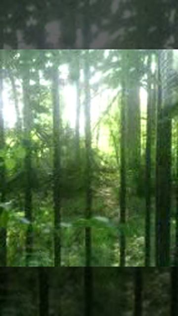 Белка 1_20250617_170446