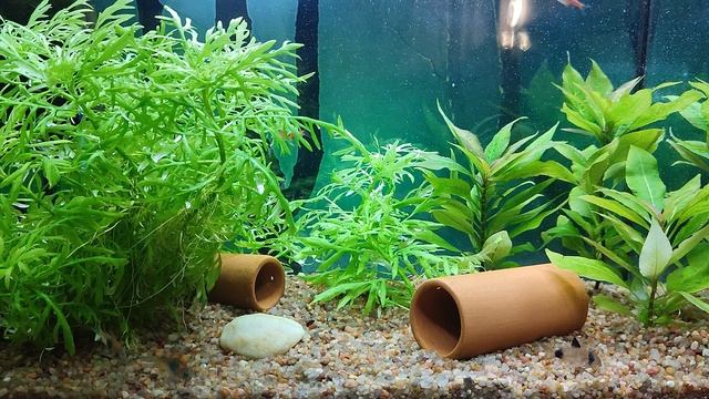 Коридорасы и расборы