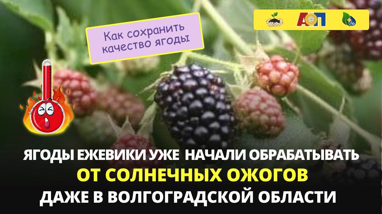 Ягоды ежевики уже начали обрабатывать от солнечных ожогов даже в Волгоградской области