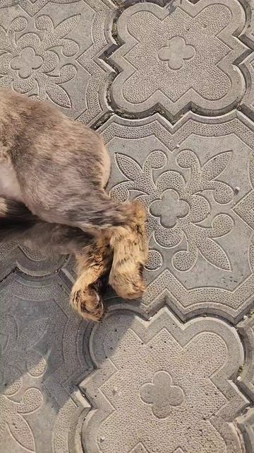 Лев в Раифе💪😉🙃 19/06/2025