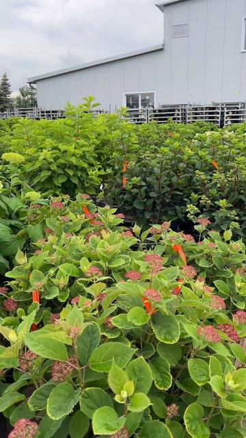 Отгрузочная площадка питомника