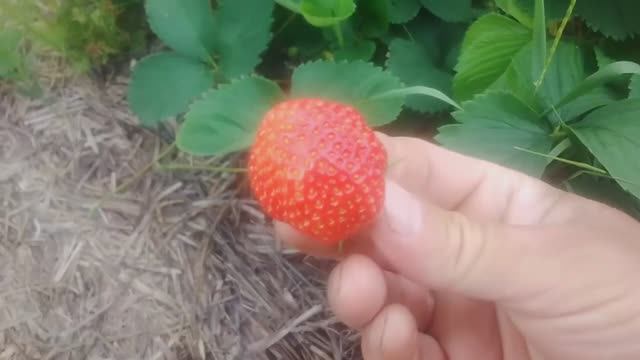 Клубника Чёрный принц