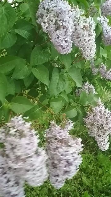 The road of FLOWERS-the Life of a BEE ,жизнь ПЧЕЛЫ -дорога цветов