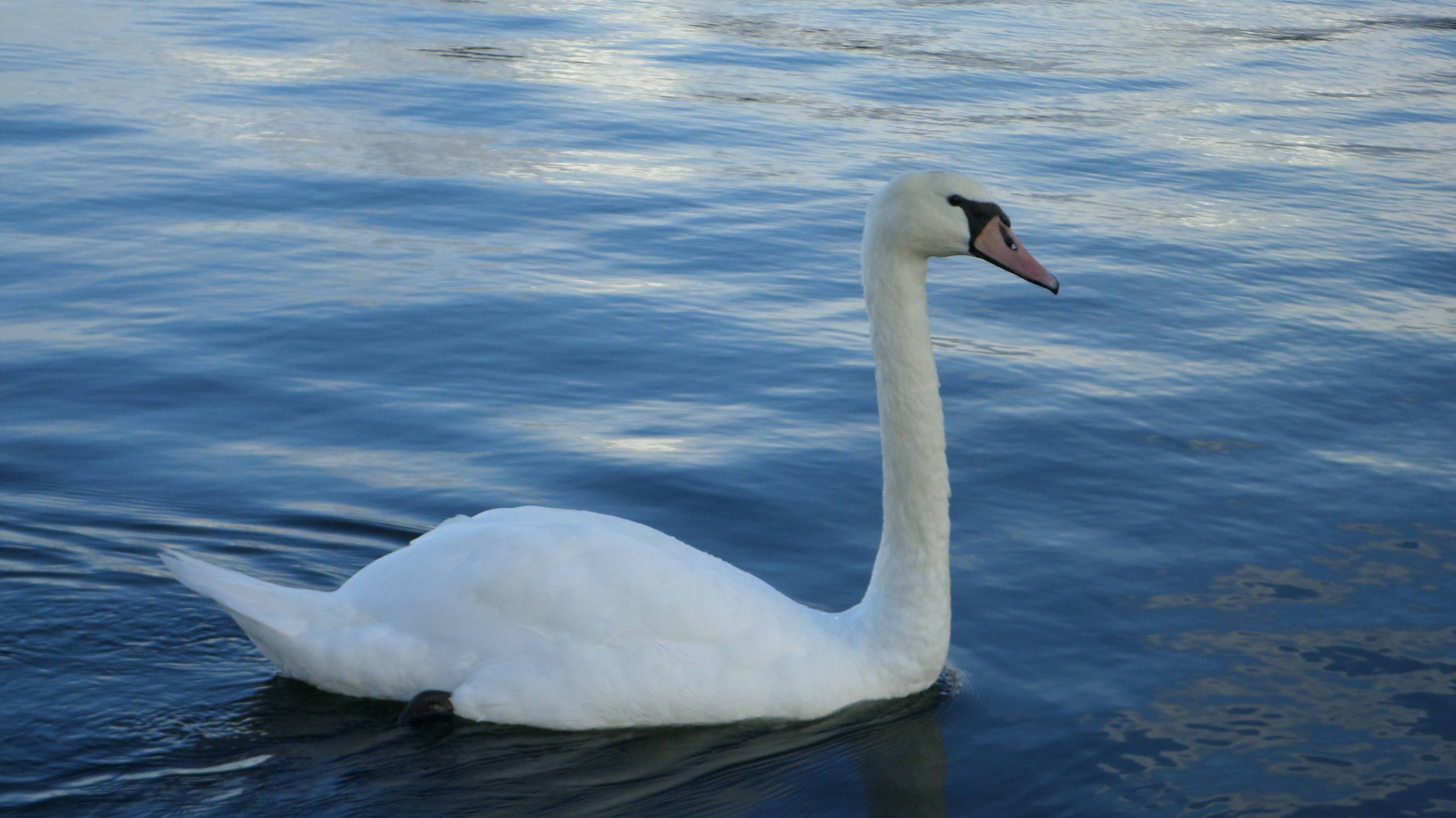 CISNE EN LA BAHÍA DE KALININGRADO
