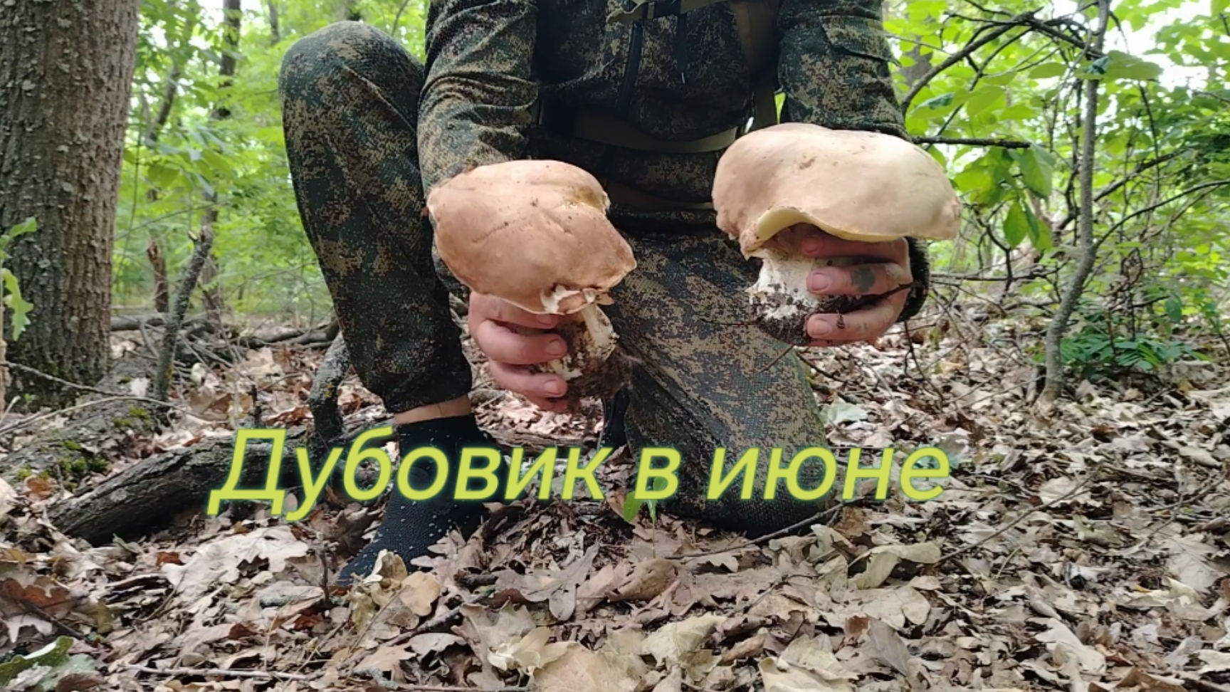 Дубовик в июне