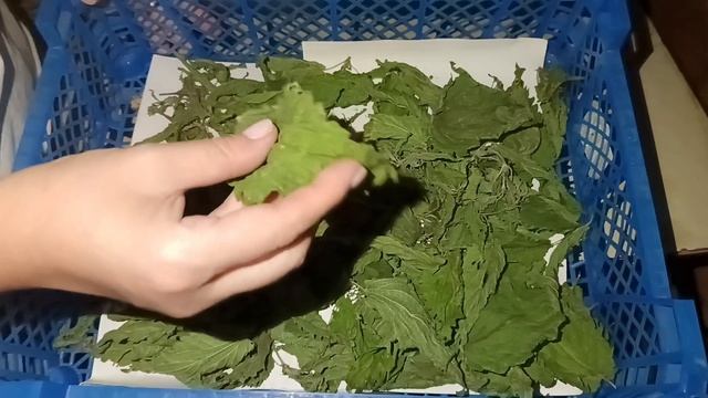 Как я сушу крапиву на приправы. Специи своими руками. Быстро и просто. Заготовка на зиму.