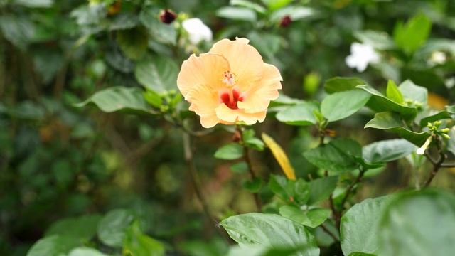 Расслабляющая Музыка для снятия Стресса, Тревоги и Депрессии • Исцеление Разума, Тела и Души