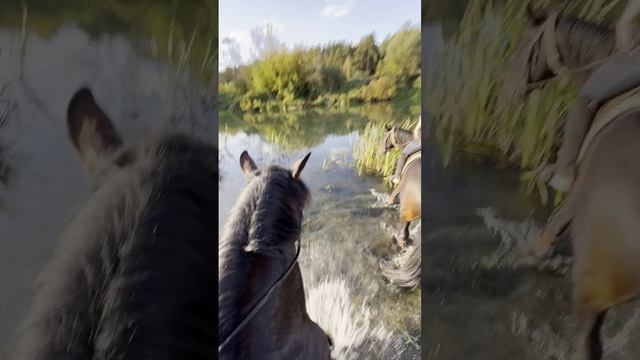 Купаем лошадей :-)