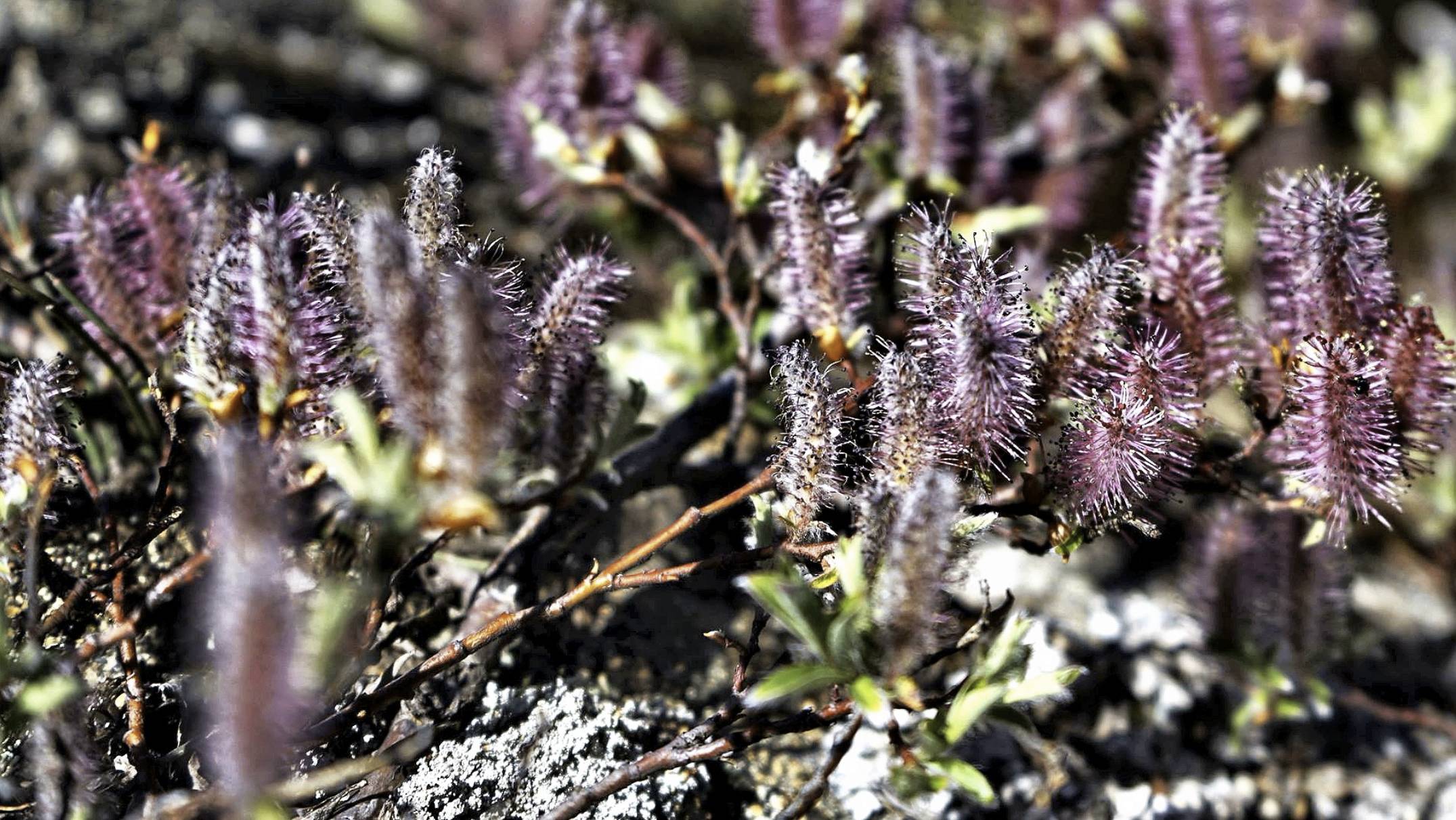 Мунку Сардык  По перевалам Нуху, Бажир, Контрастов, Архаров, Бурхан, Победы , Седло Мунку, Прямой