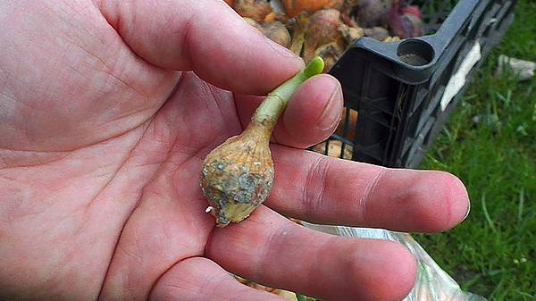 🏡 ДОМ В ДЕРЕВНЕ: ПОСАДИЛ ЛУК, КУПИЛ ЧУДО ТЯПКУ