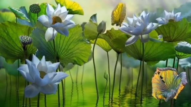 Джап Джи Сахиб - 1й паури, 11 повторений в исполнении Снатам Каур