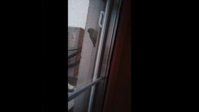 Анжелина наблюдает за птичкой