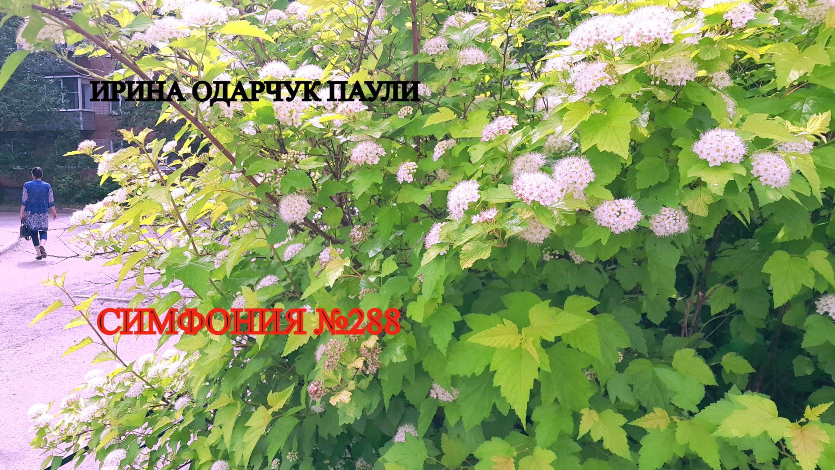 Ирина Одарчук Паули Симфония №288 2025 год