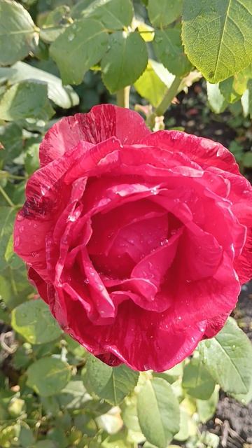 цветы The road of FLOWERS-the Life of a BEE ,жизнь ПЧЕЛЫ -дорога цветов